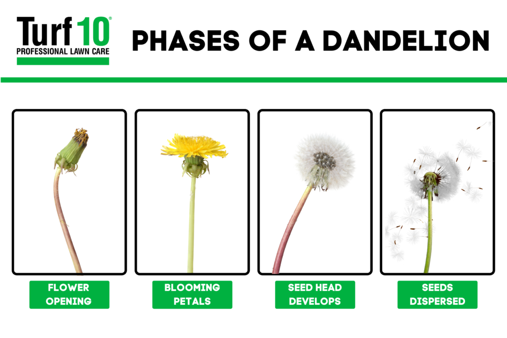 Dandelion Control: How To Get Rid Of Dandelions For Good With Turf 10 ...